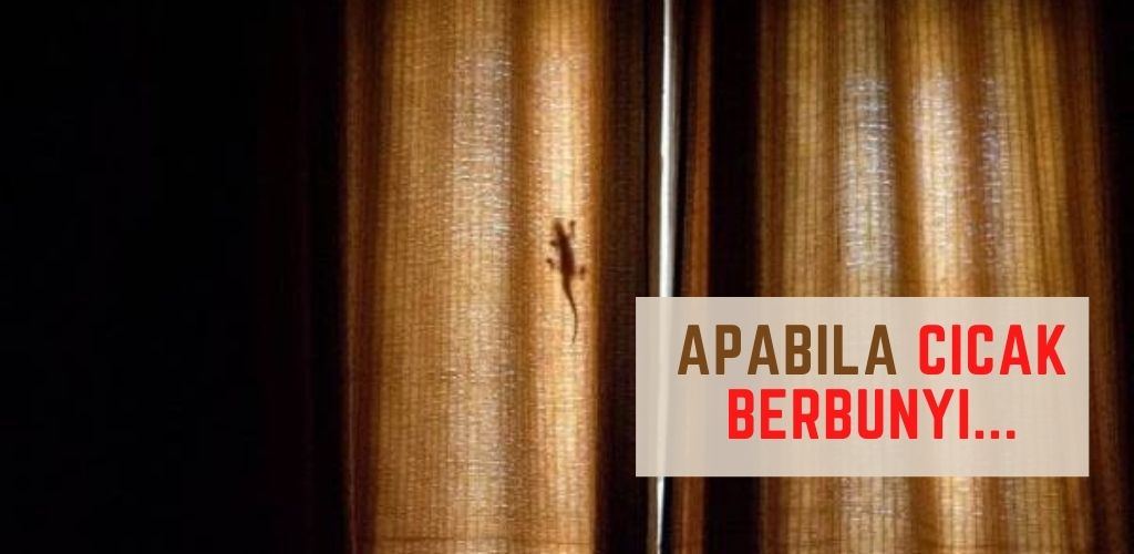Apabila cicak berbunyi… - SinarPlus