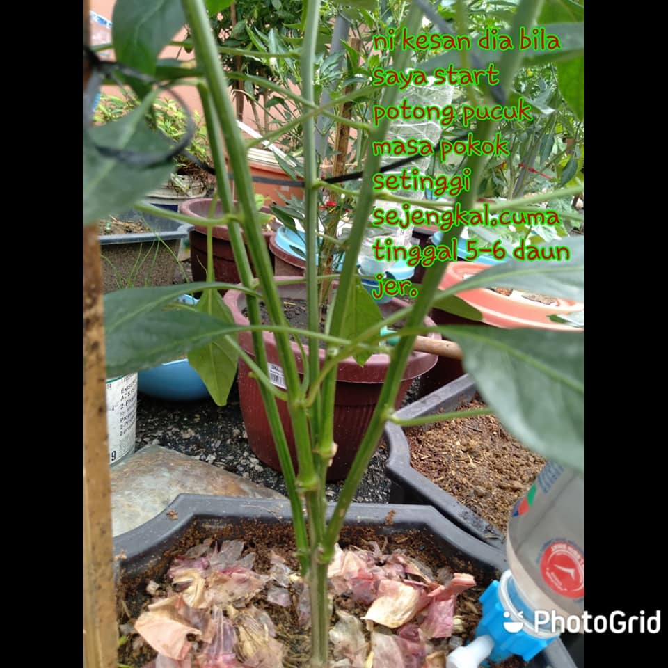 Rahsia pucuk cili padi naik merimbun dan berbuah lebat, rupanya kena ...